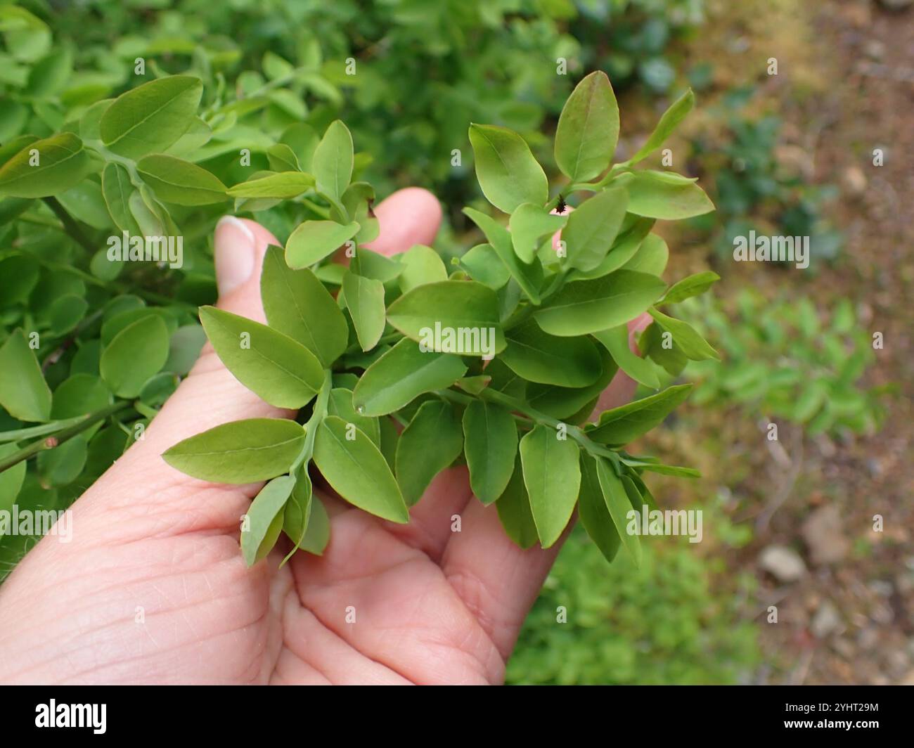 Red Huckleberry (Vaccinium parvifolium Stock Photo - Alamy