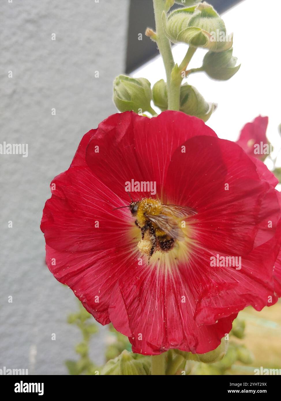 Perplexing Bumble Bee (Bombus perplexus Stock Photo - Alamy