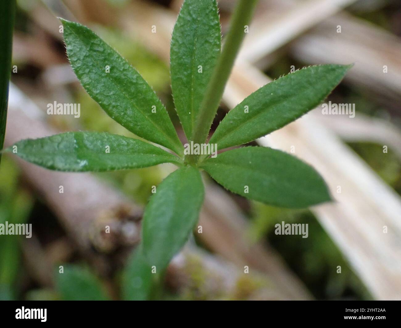 fragrant bedstraw (Galium triflorum Stock Photo - Alamy