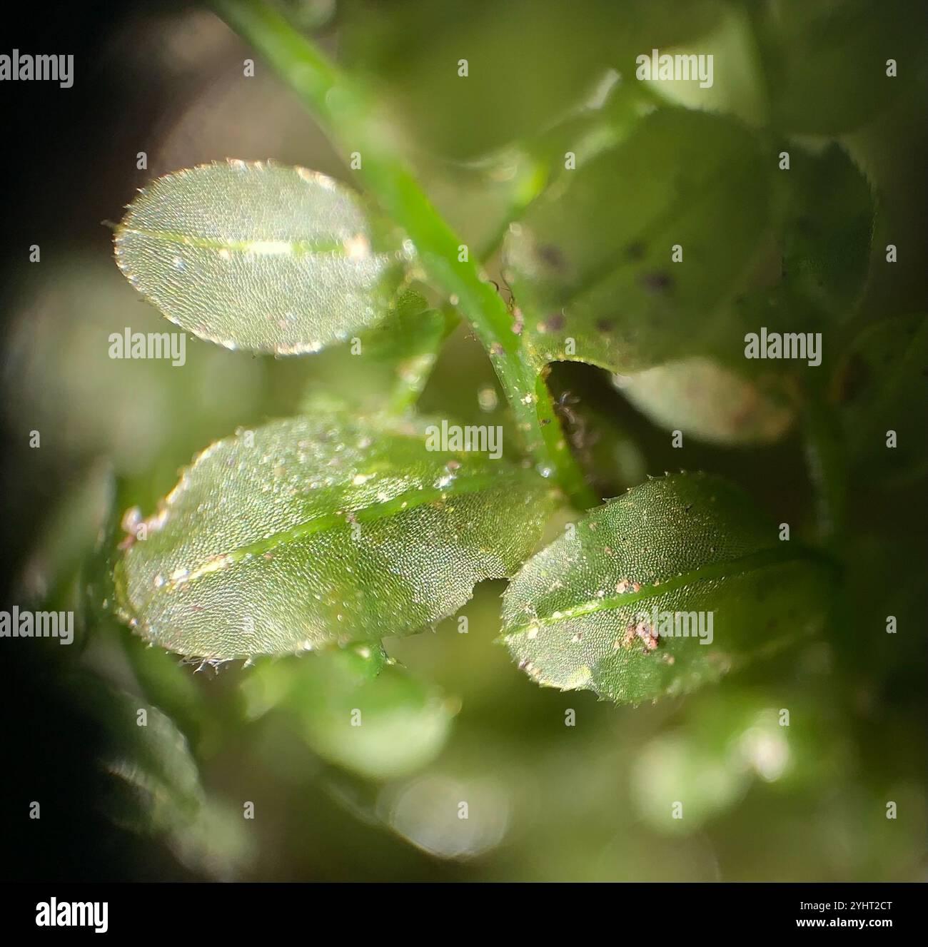 Wavy-leaf Moss (Plagiomnium ciliare Stock Photo - Alamy