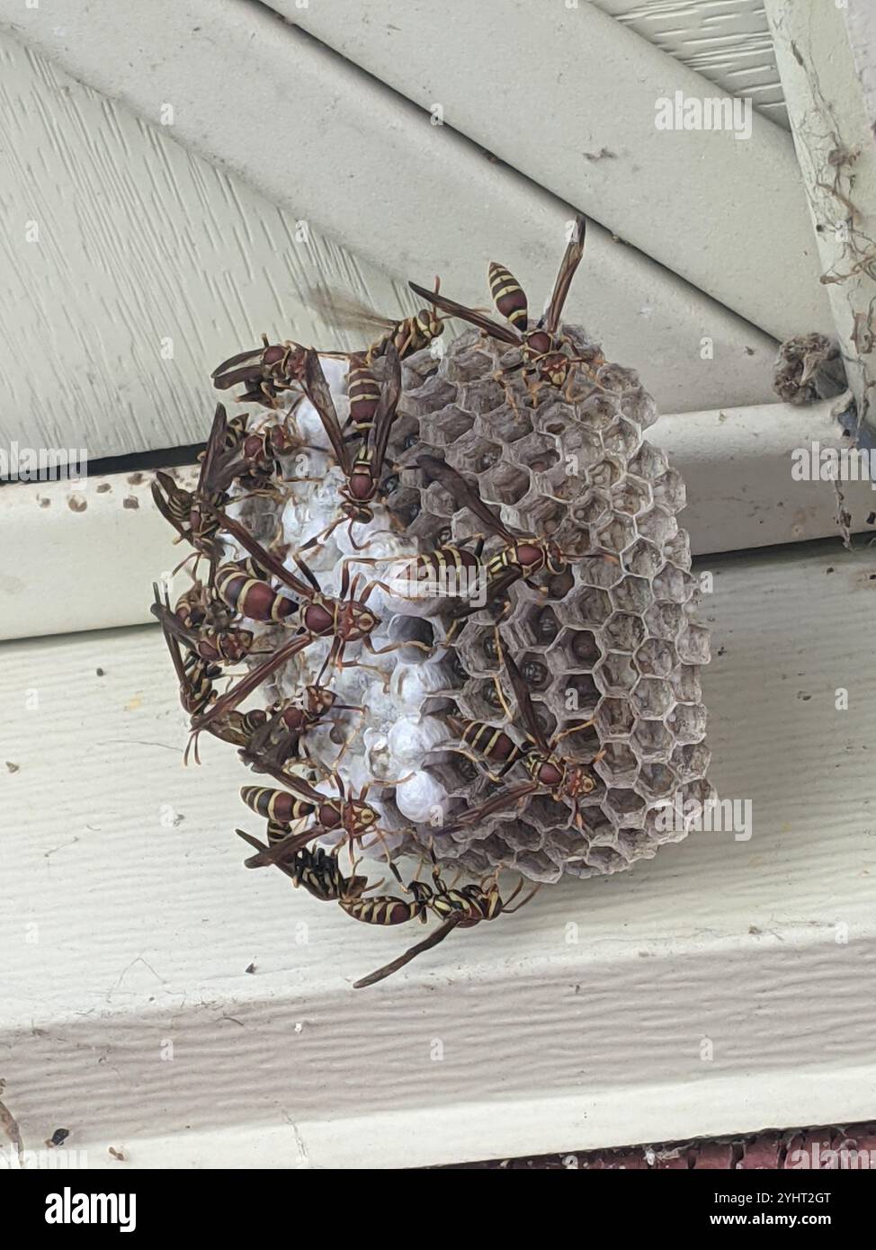 Guinea Paper Wasp (Polistes exclamans Stock Photo - Alamy