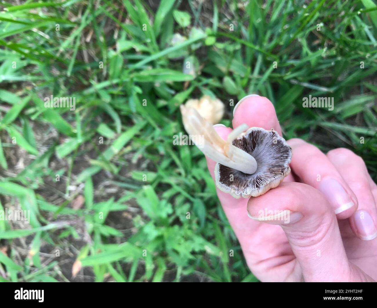 Brittlestems and Allies (Psathyrellaceae Stock Photo - Alamy