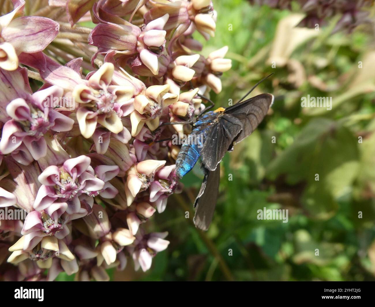 Virginia ctenucha moth virginica hi-res stock photography and images ...