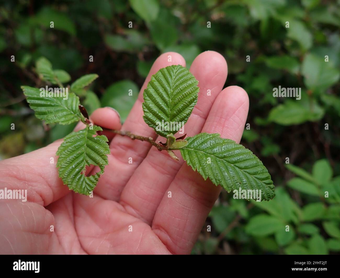 Red Alder (Alnus rubra Stock Photo - Alamy