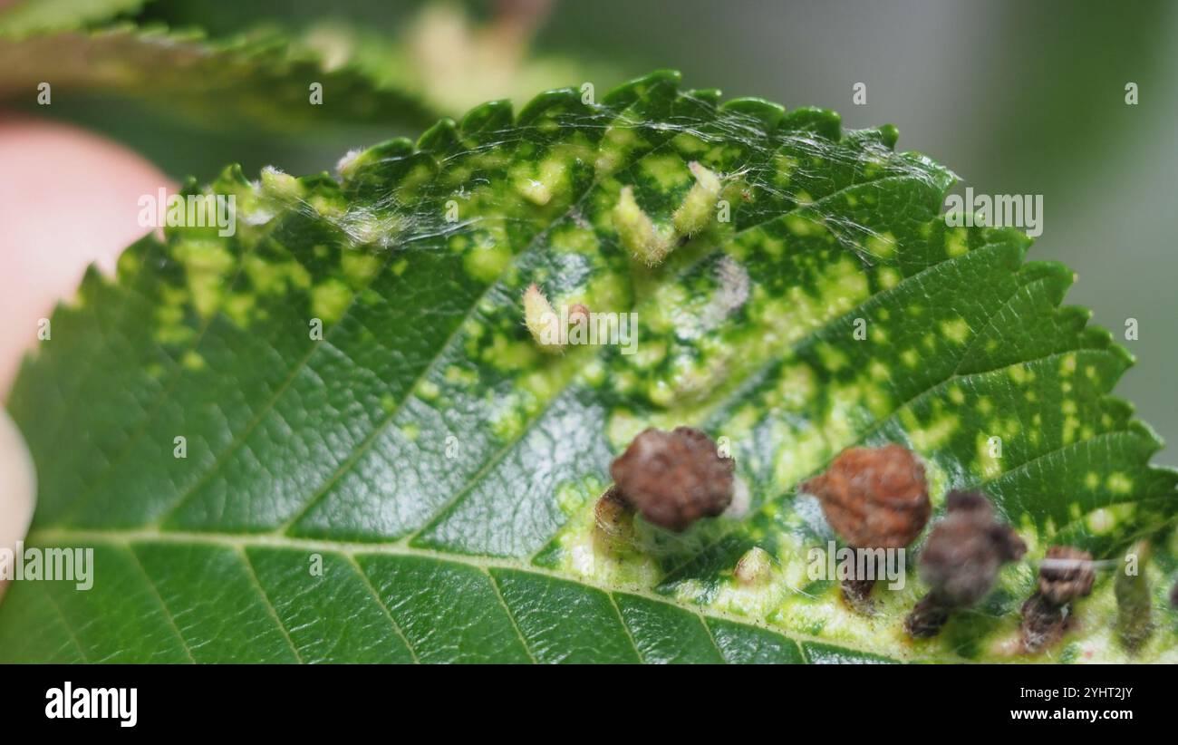 Rice Root Aphid (Tetraneura akinire Stock Photo - Alamy