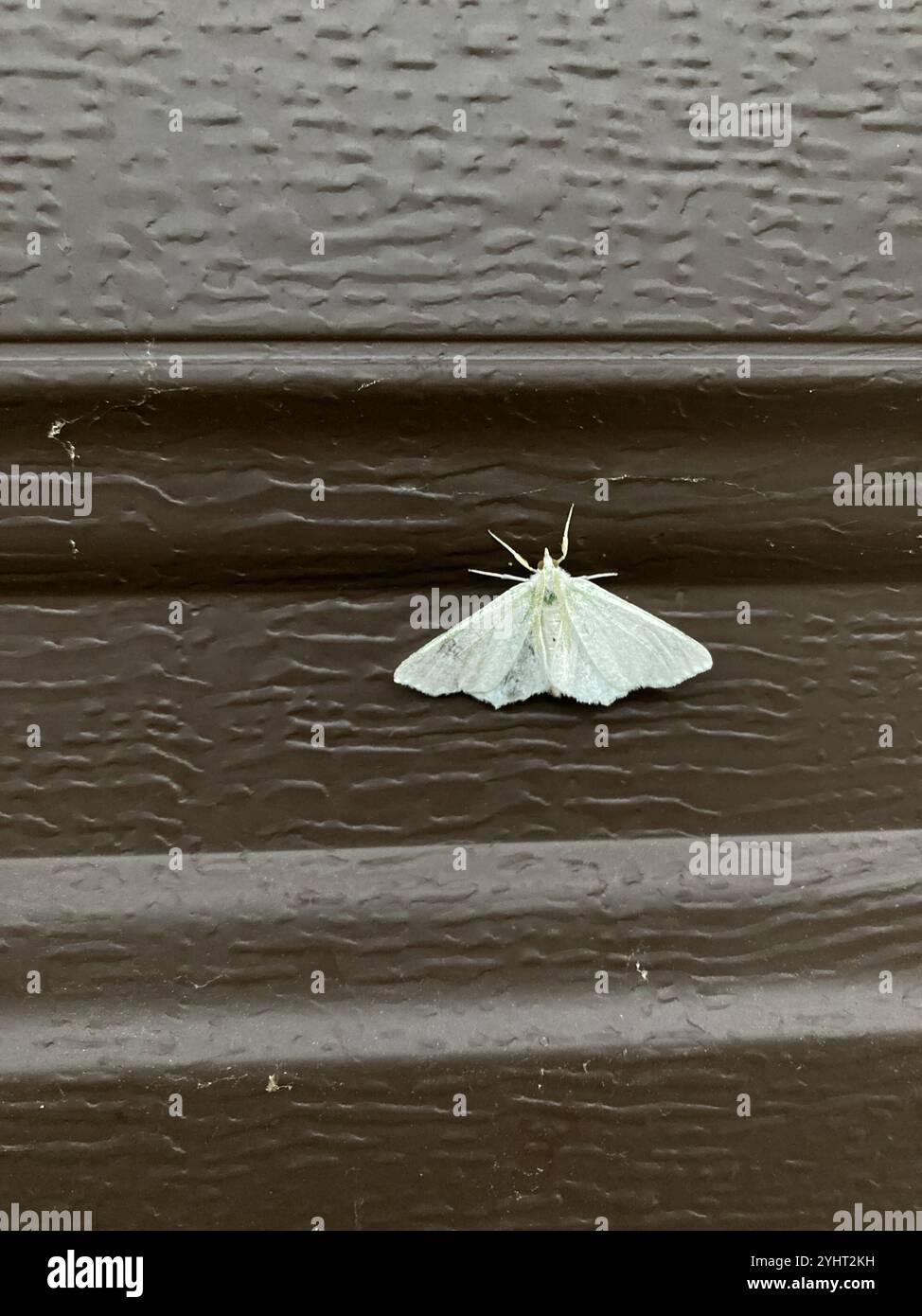 Elm Spanworm Moth (Ennomos subsignaria Stock Photo - Alamy