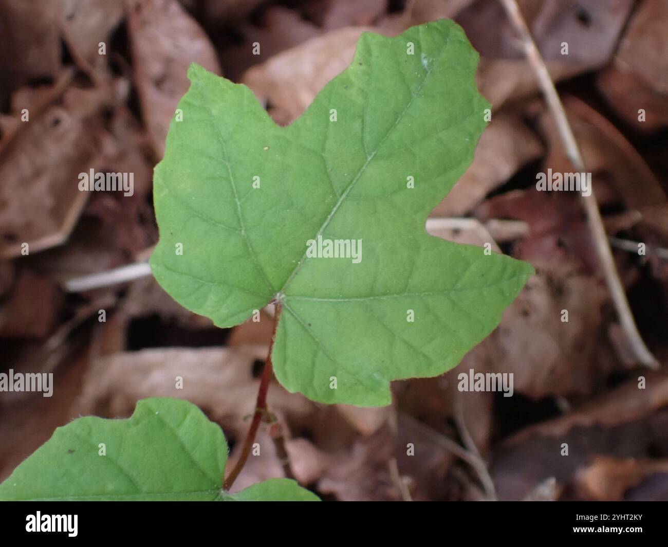 bigleaf maple (Acer macrophyllum Stock Photo - Alamy