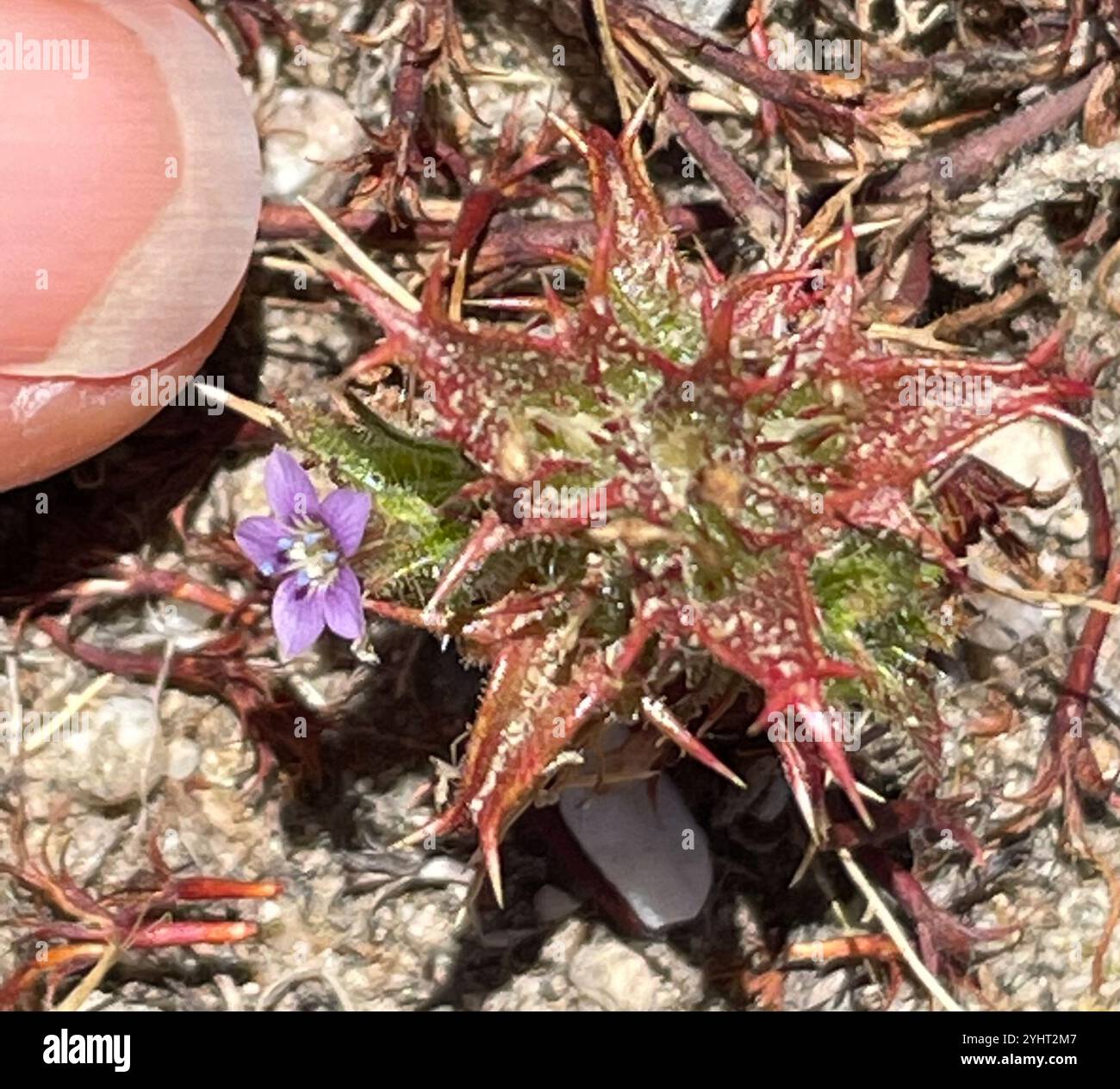 Hollyleaf Pincushionplant (Navarretia atractyloides Stock Photo - Alamy