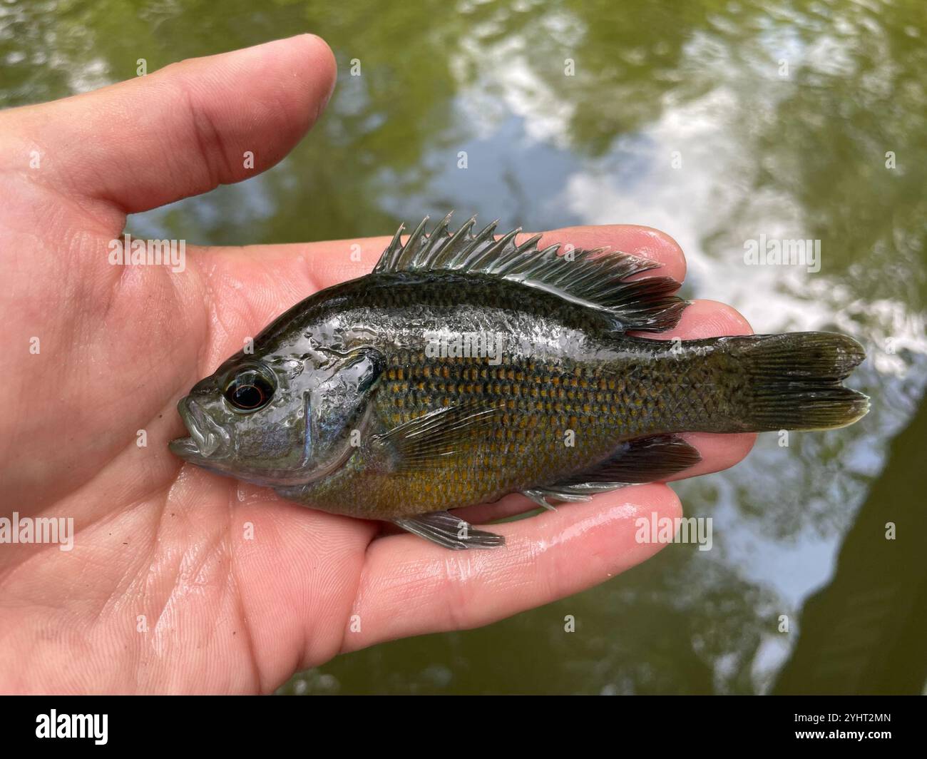 Redspotted Sunfish (Lepomis miniatus Stock Photo - Alamy
