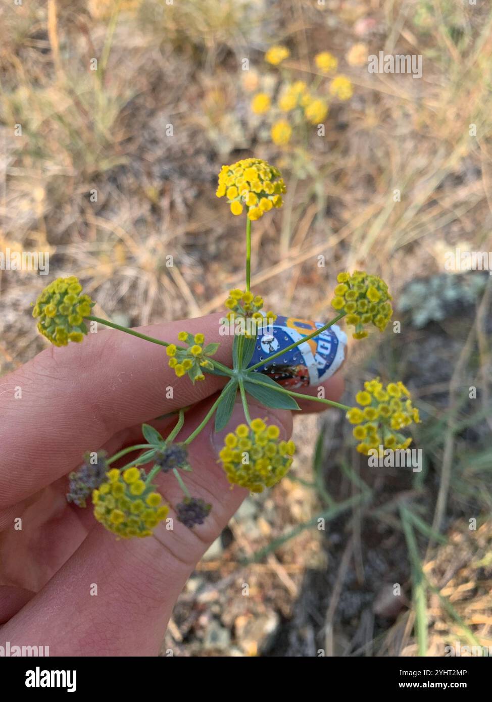 Thorowax hi-res stock photography and images - Alamy