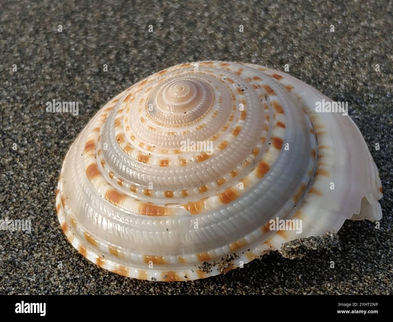 giant sundial (Architectonica maxima Stock Photo - Alamy