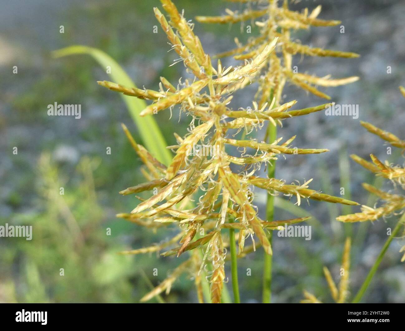 yellow nutsedge (Cyperus esculentus Stock Photo - Alamy