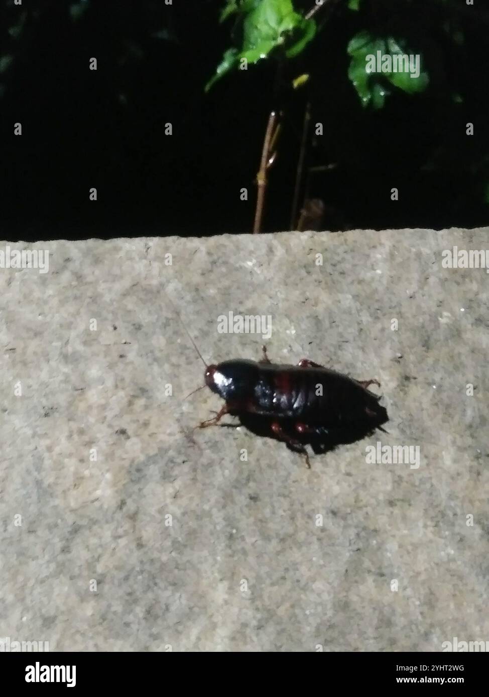 Florida woods cockroach hi-res stock photography and images - Alamy