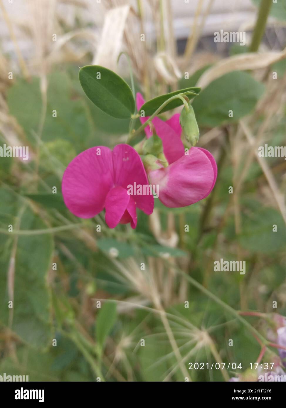 tuberous pea (Lathyrus tuberosus Stock Photo - Alamy