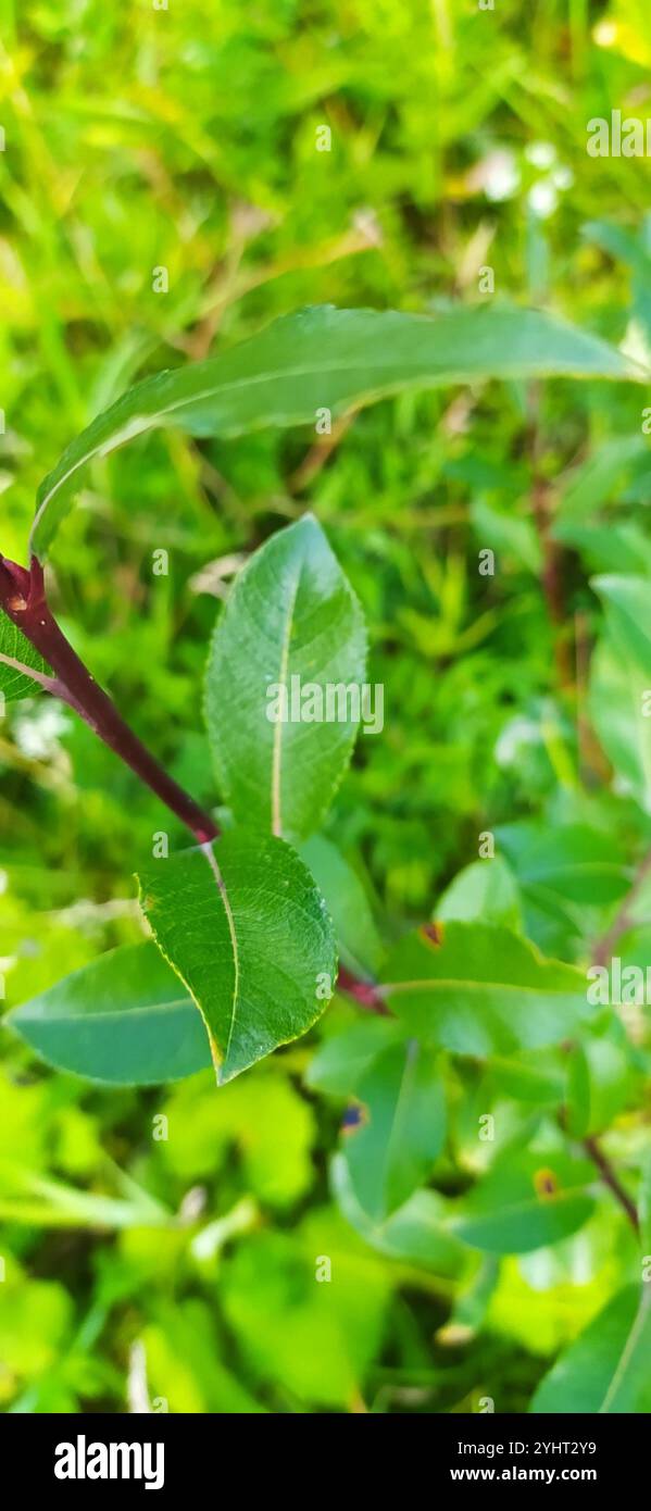 Tea-leaved Willow (Salix phylicifolia Stock Photo - Alamy
