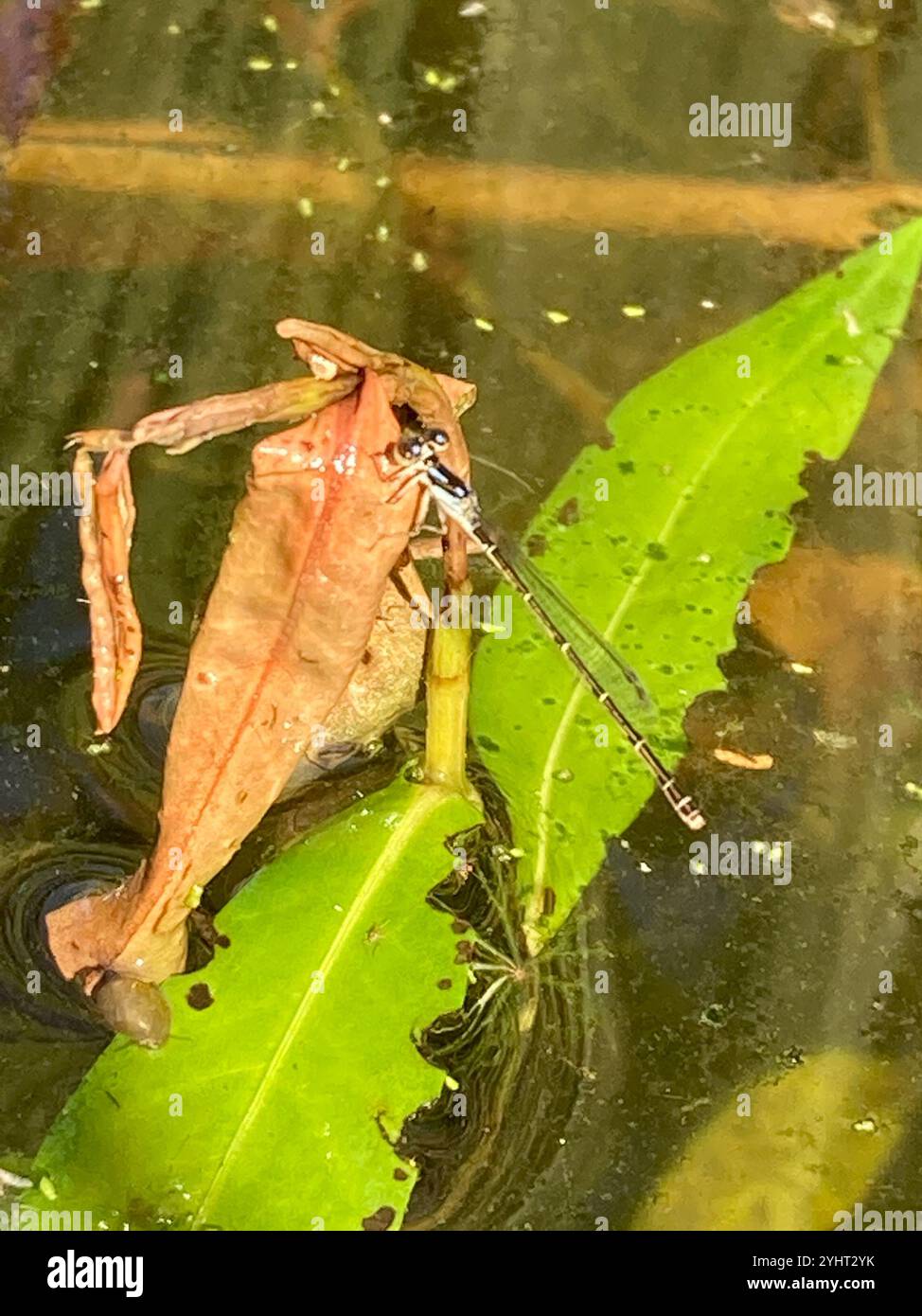 Fragile Forktail (Ischnura posita Stock Photo - Alamy