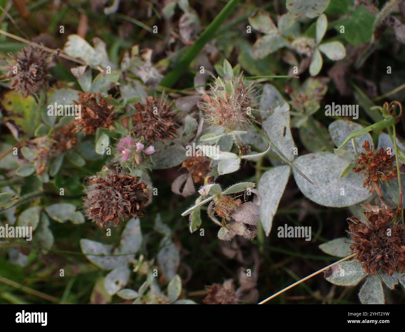 legume powdery mildew group (Erysiphe pisi Stock Photo - Alamy