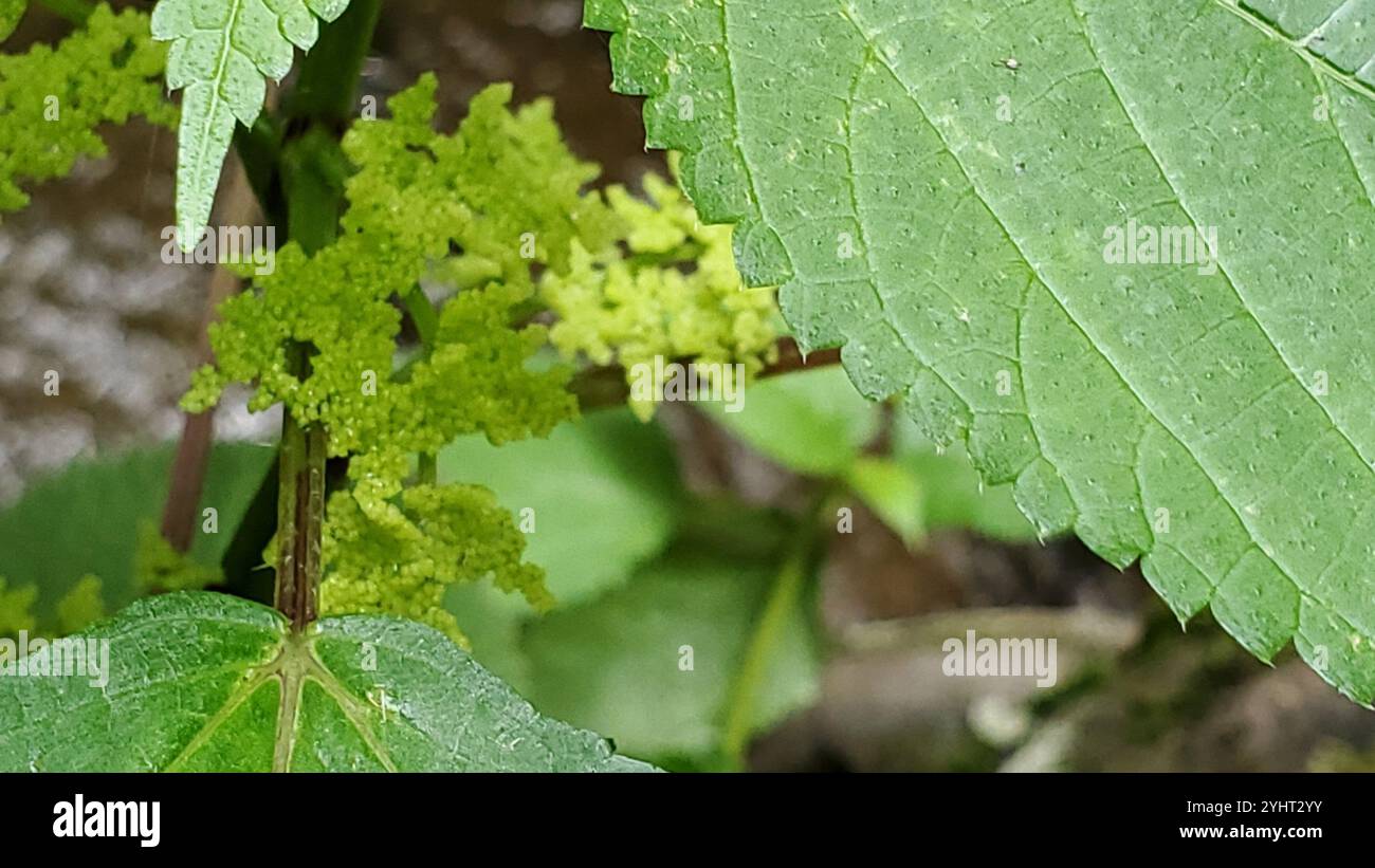 wood nettle (Laportea canadensis Stock Photo - Alamy