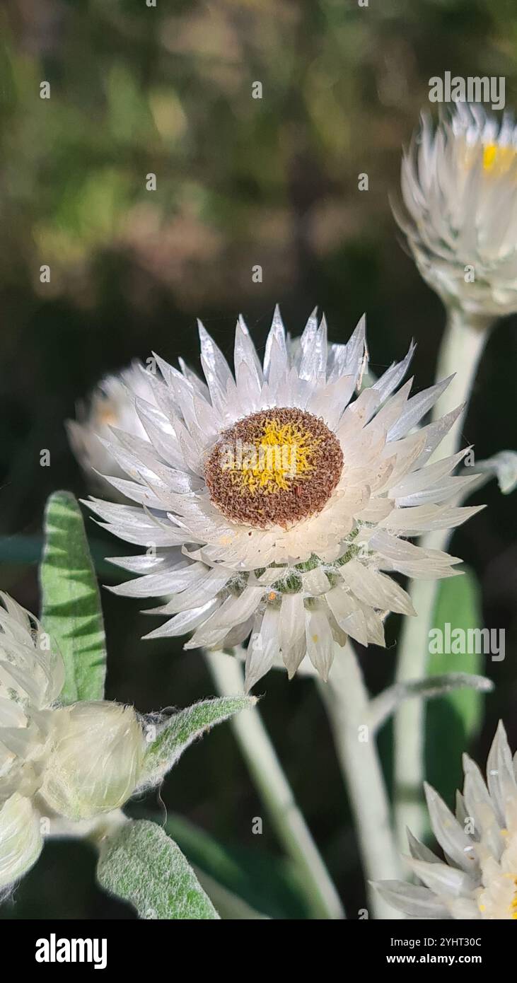 Coronidium hi-res stock photography and images - Alamy