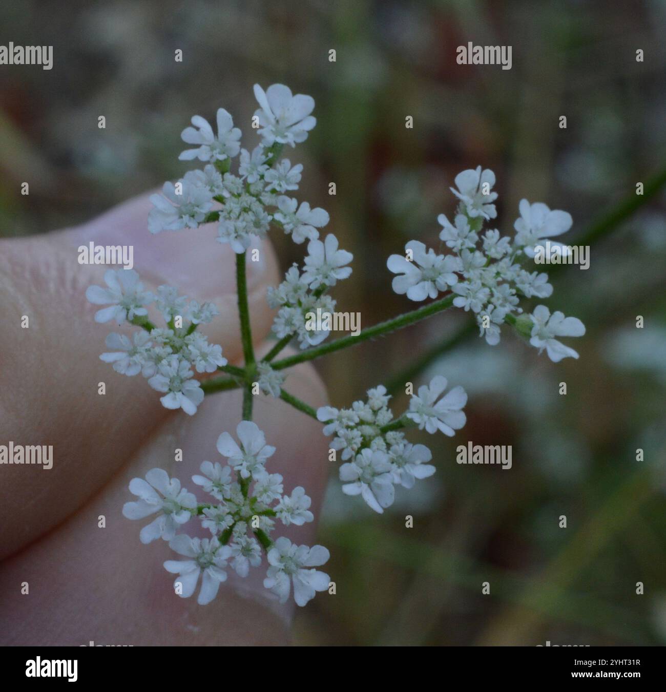 common hedge parsley (Torilis arvensis Stock Photo - Alamy