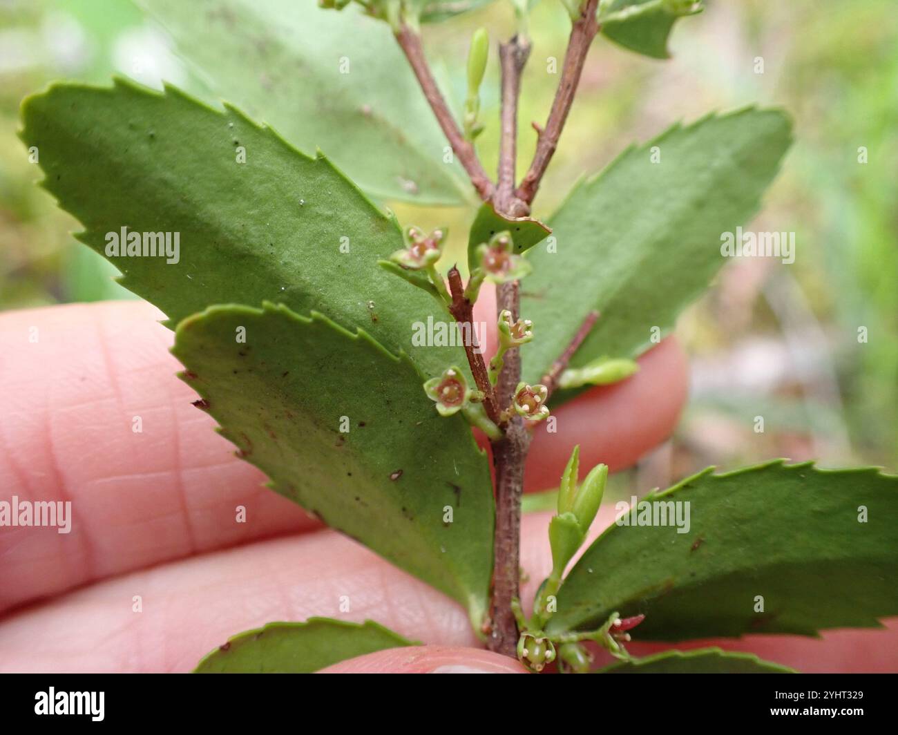 Oregon Boxwood (Paxistima myrsinites Stock Photo - Alamy