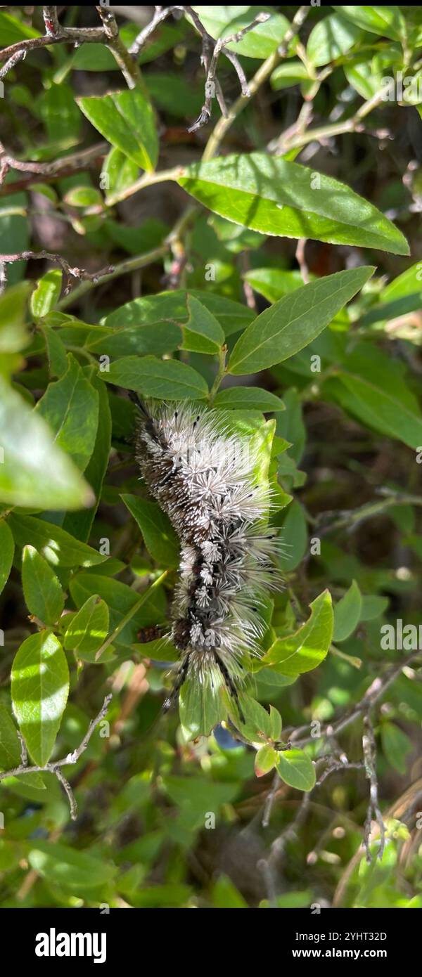 Sharp-lined Tussock Moth (Dasychira dorsipennata Stock Photo - Alamy