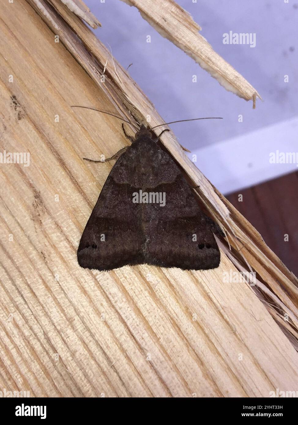 Clover Looper Moth (Caenurgina crassiuscula Stock Photo - Alamy