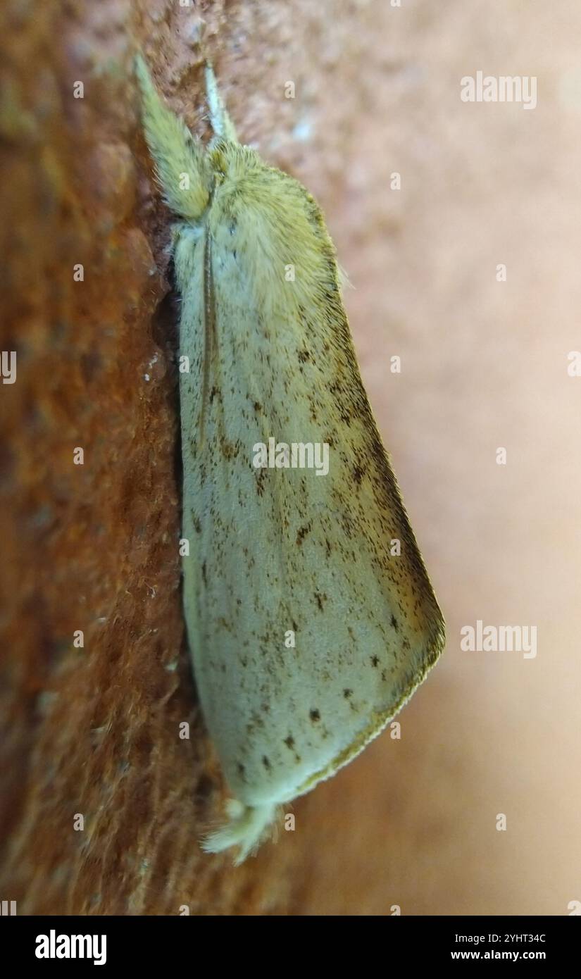 Underwing, Tiger, Tussock, and Allied Moths (Erebidae Stock Photo - Alamy