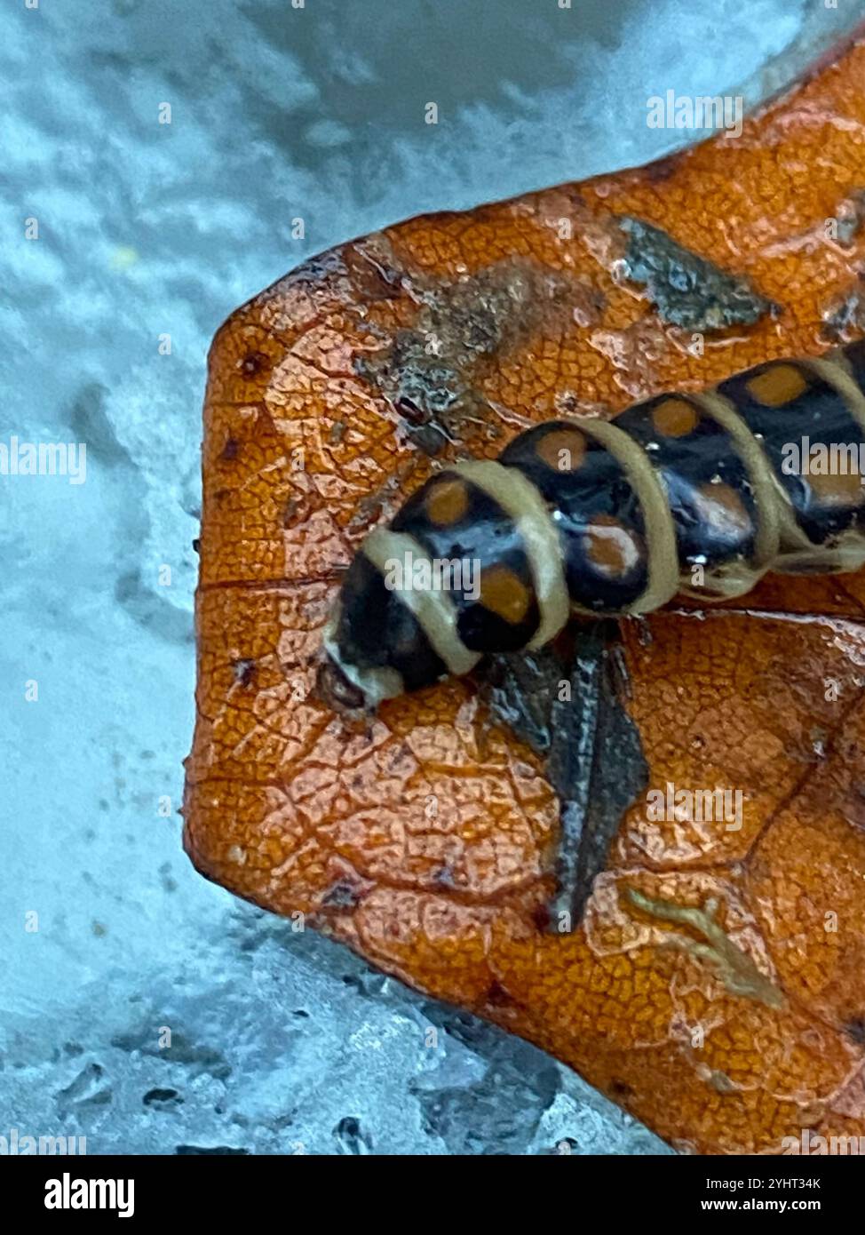 Phengodes hi-res stock photography and images - Alamy