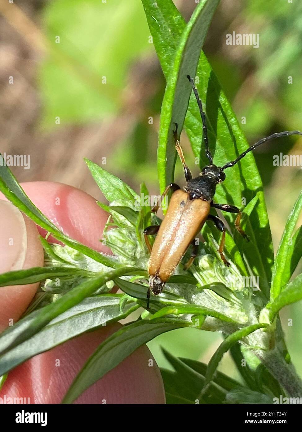 Red pine longhorn beetle hi-res stock photography and images - Alamy