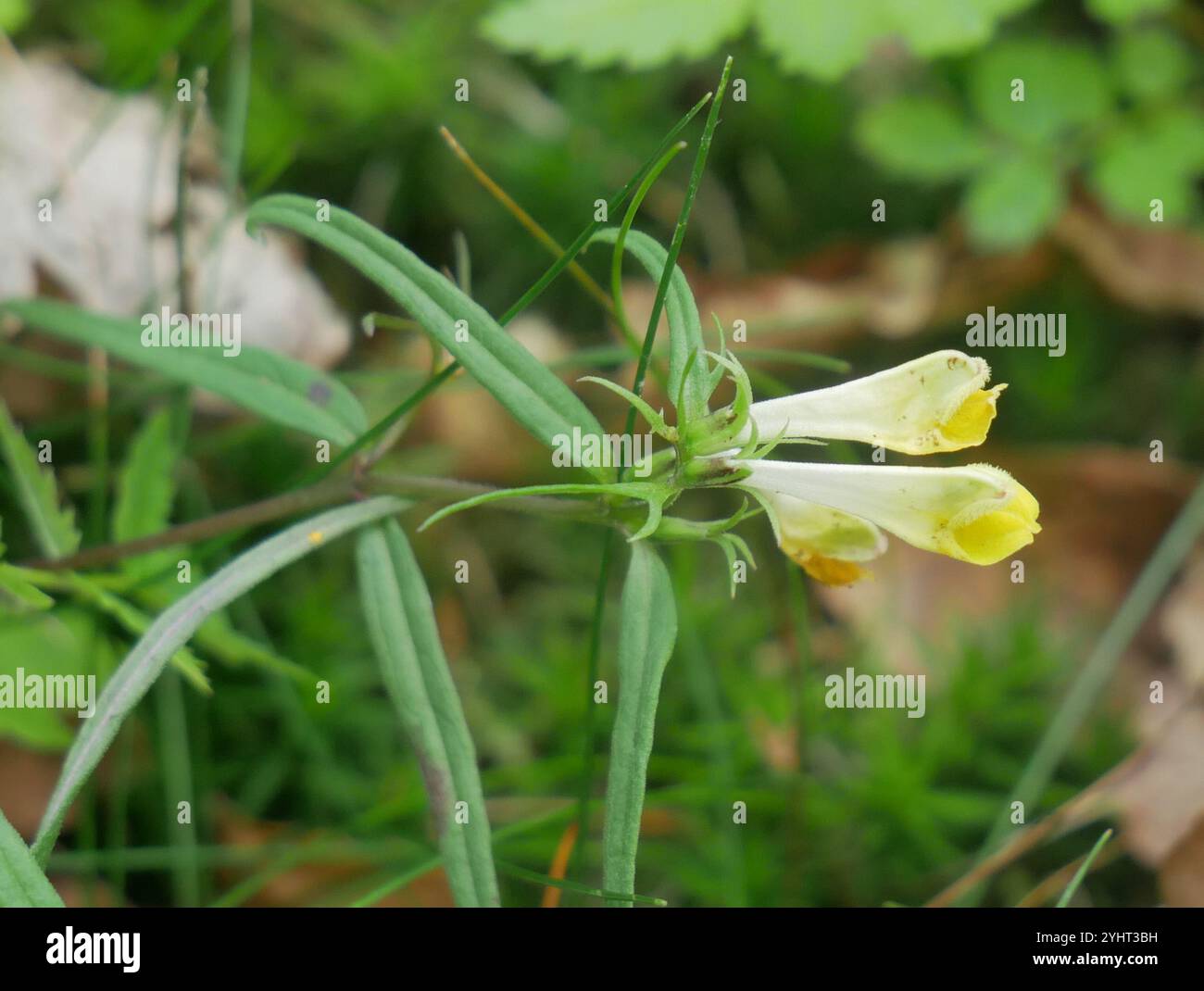 Common Cow-wheat (Melampyrum pratense Stock Photo - Alamy
