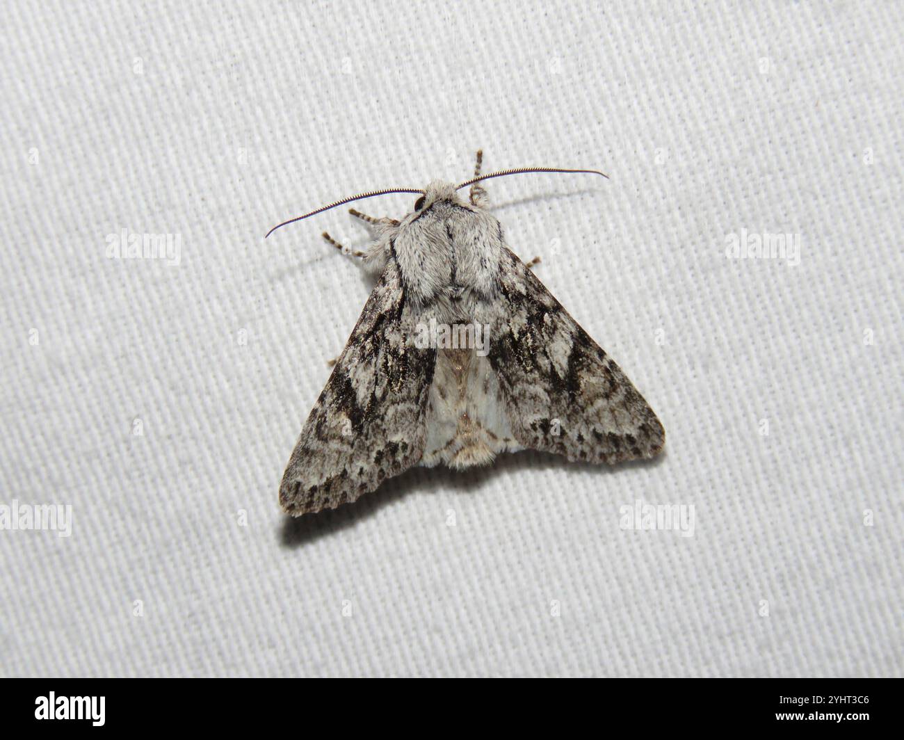 Cutworms and Dart Moths (Noctuinae Stock Photo - Alamy