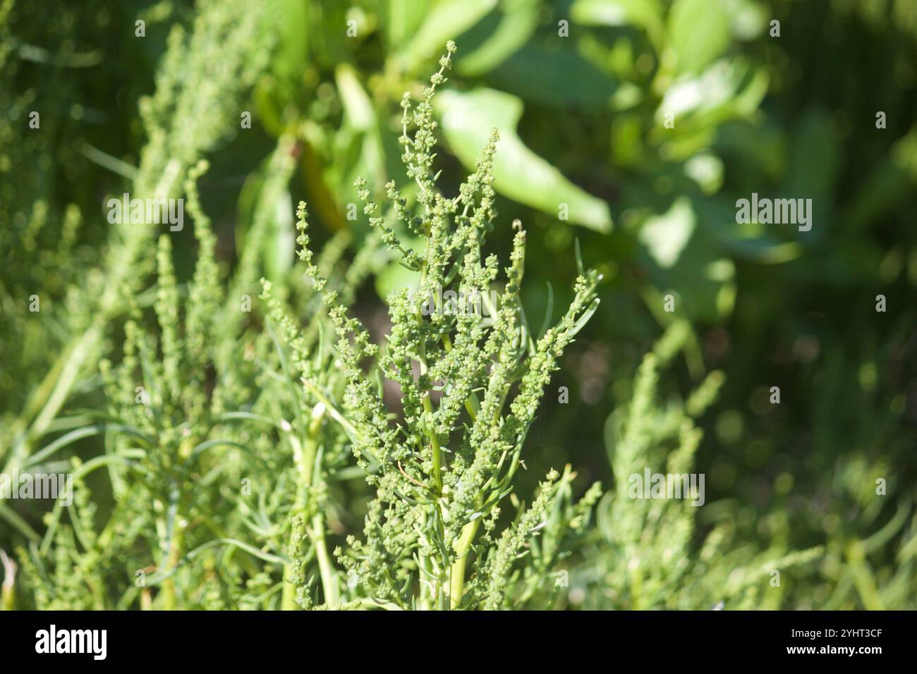 Annual Seepweed (Suaeda linearis Stock Photo - Alamy