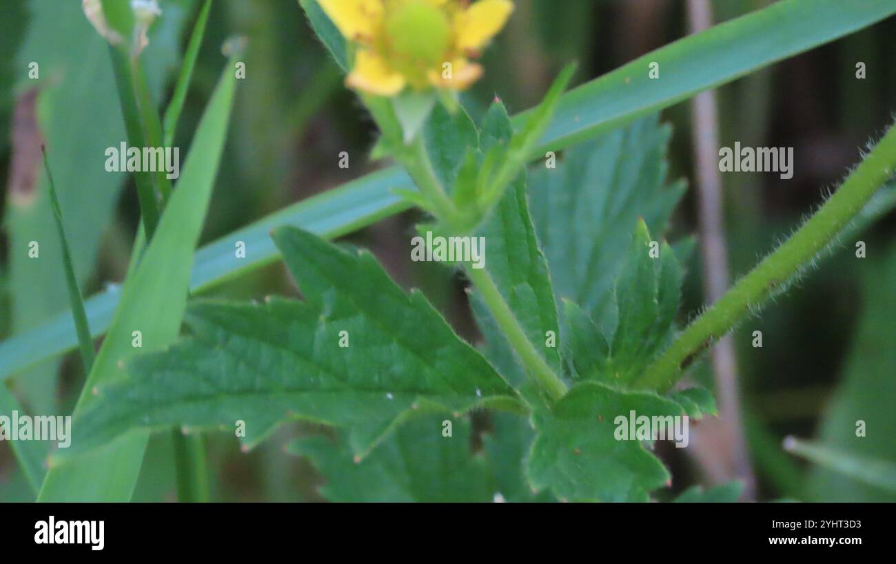 Yellow Avens (Geum aleppicum Stock Photo - Alamy