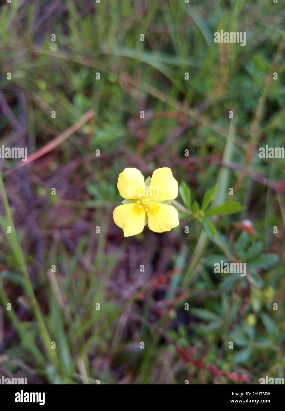 Tormentil (Potentilla erecta Stock Photo - Alamy
