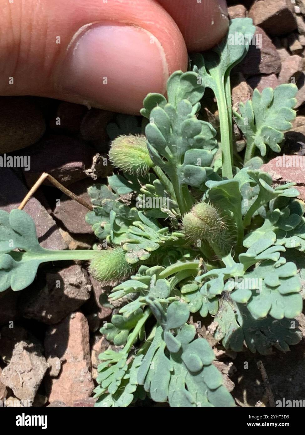 Alpine Glacier Poppy (Papaver pygmaeum Stock Photo - Alamy