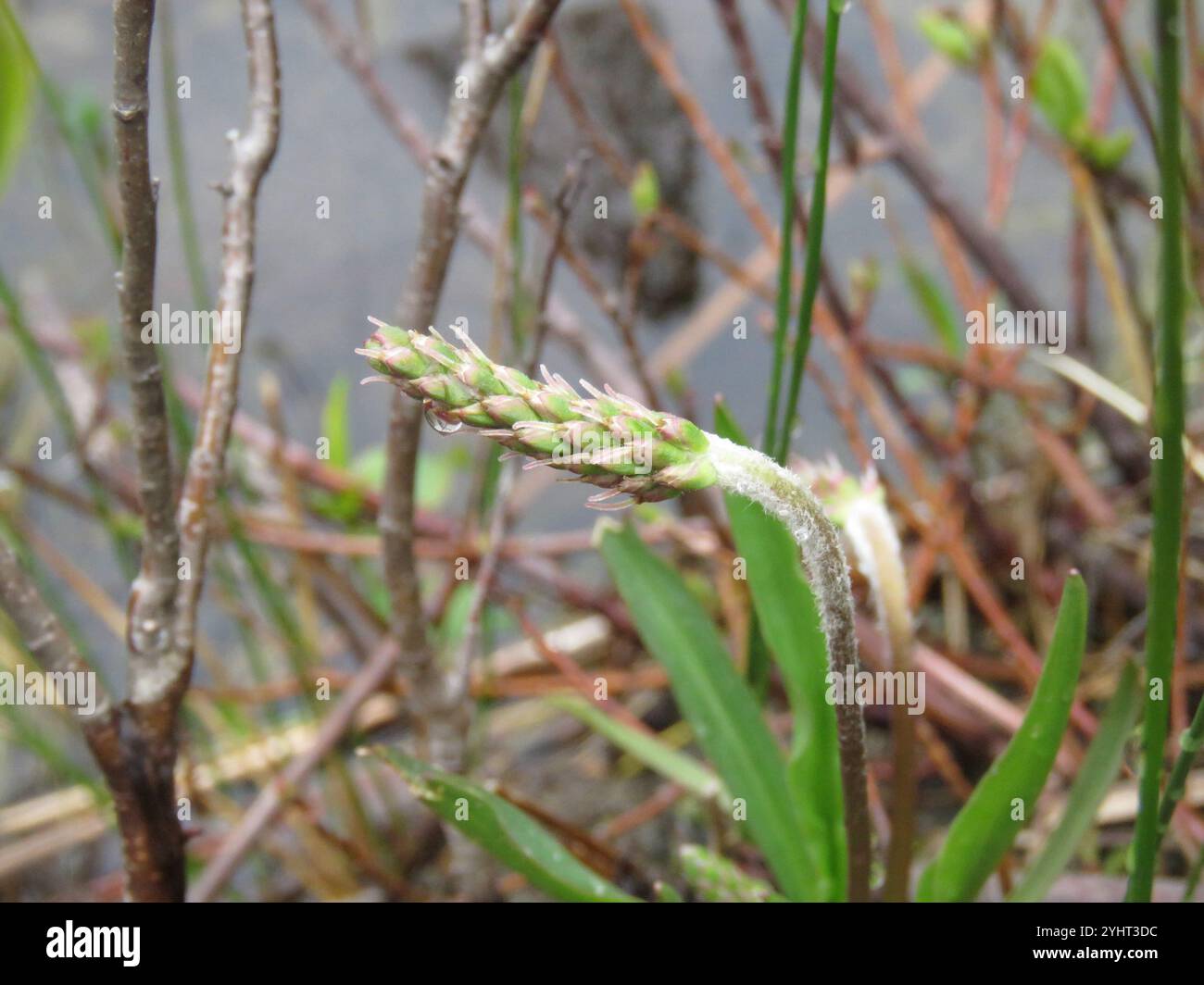 Alaska Plantain (Plantago macrocarpa Stock Photo - Alamy