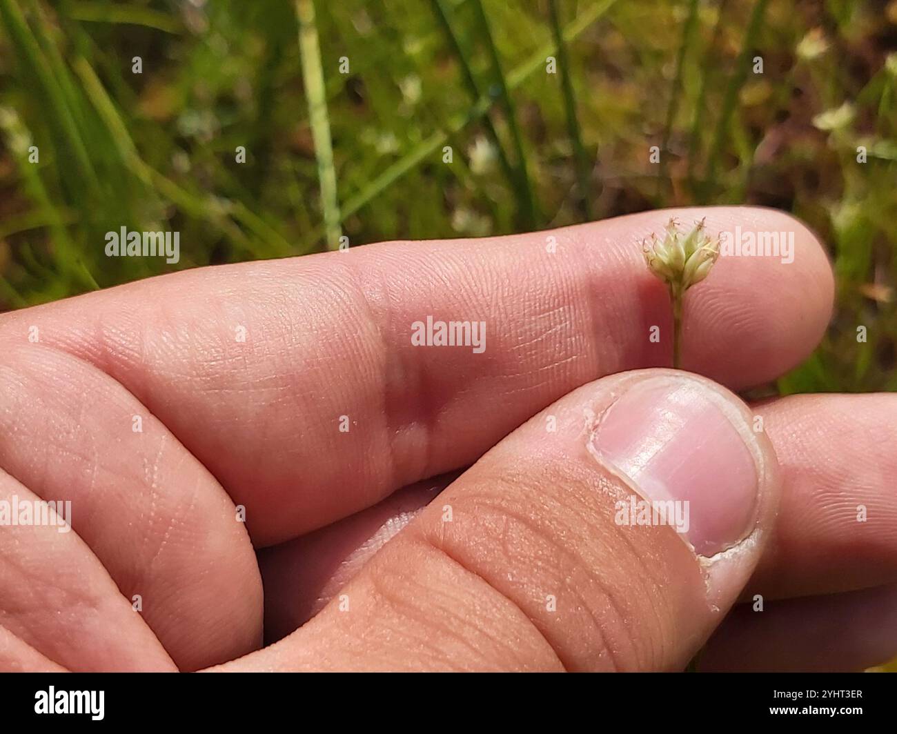 white beak-sedge (Rhynchospora alba Stock Photo - Alamy