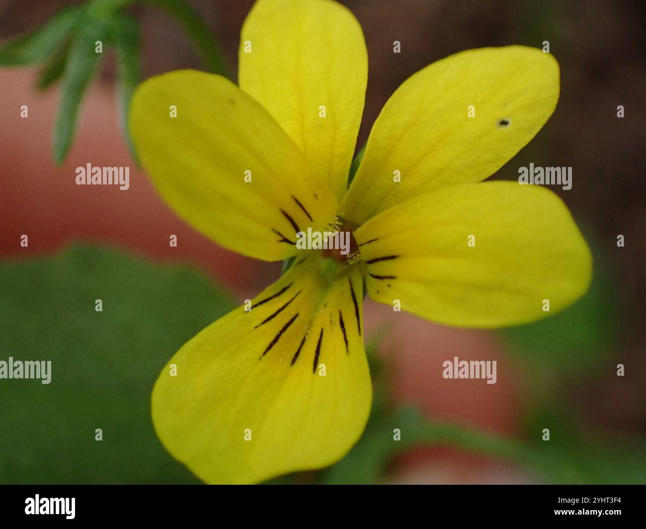 stream violet (Viola glabella Stock Photo - Alamy