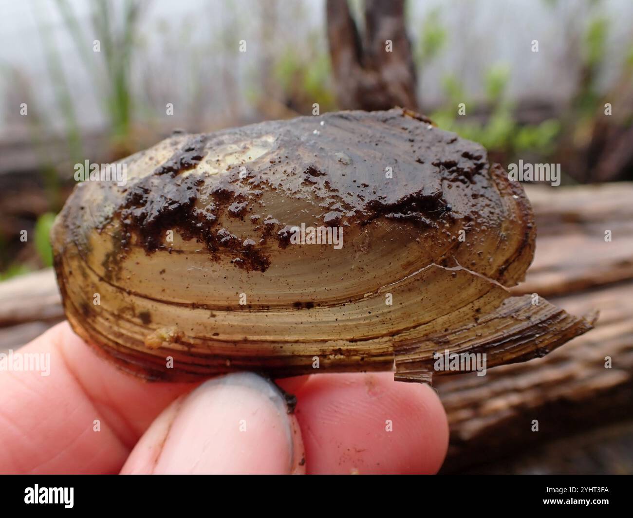 Western Floater (Anodonta kennerlyi Stock Photo - Alamy