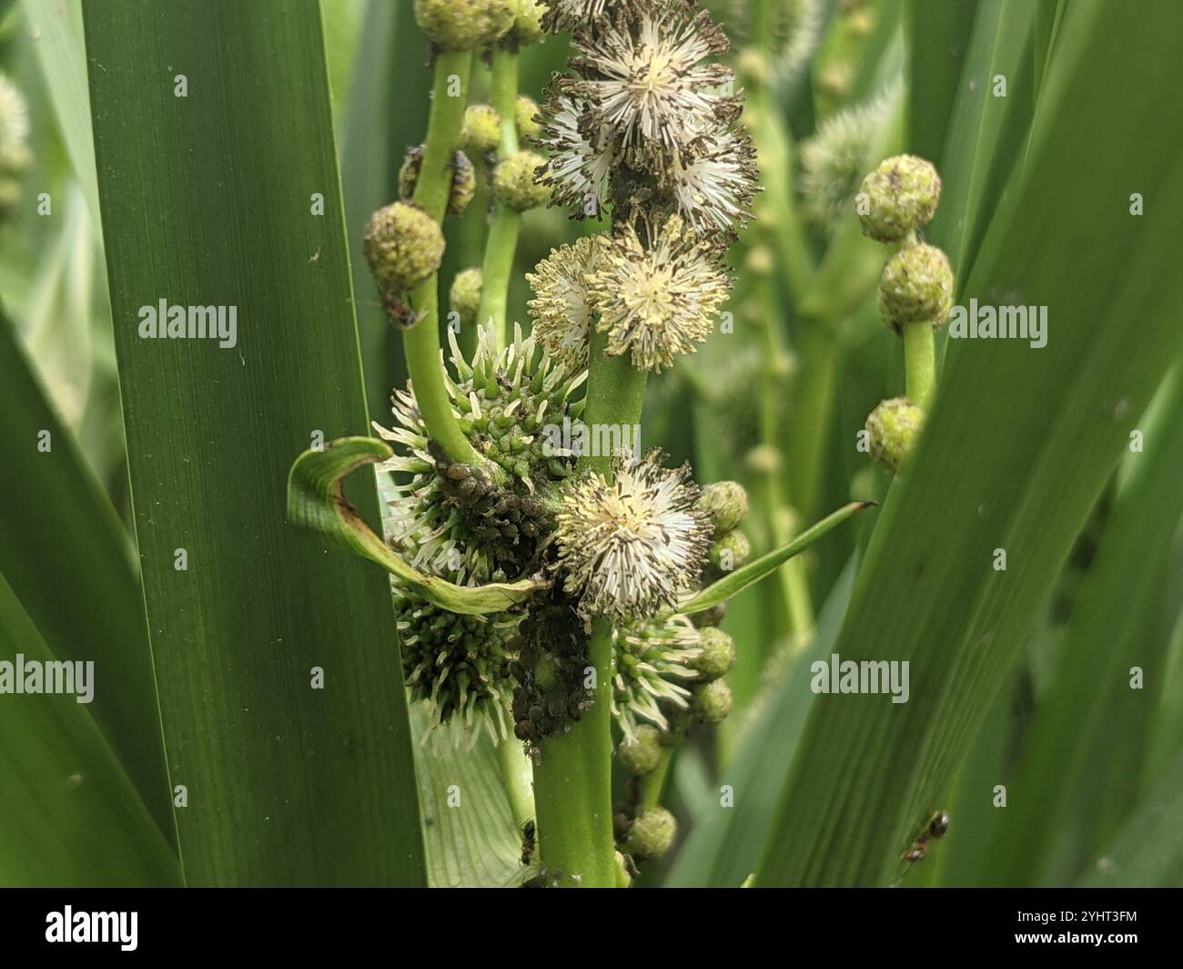 Branched Bur-reed (Sparganium erectum Stock Photo - Alamy