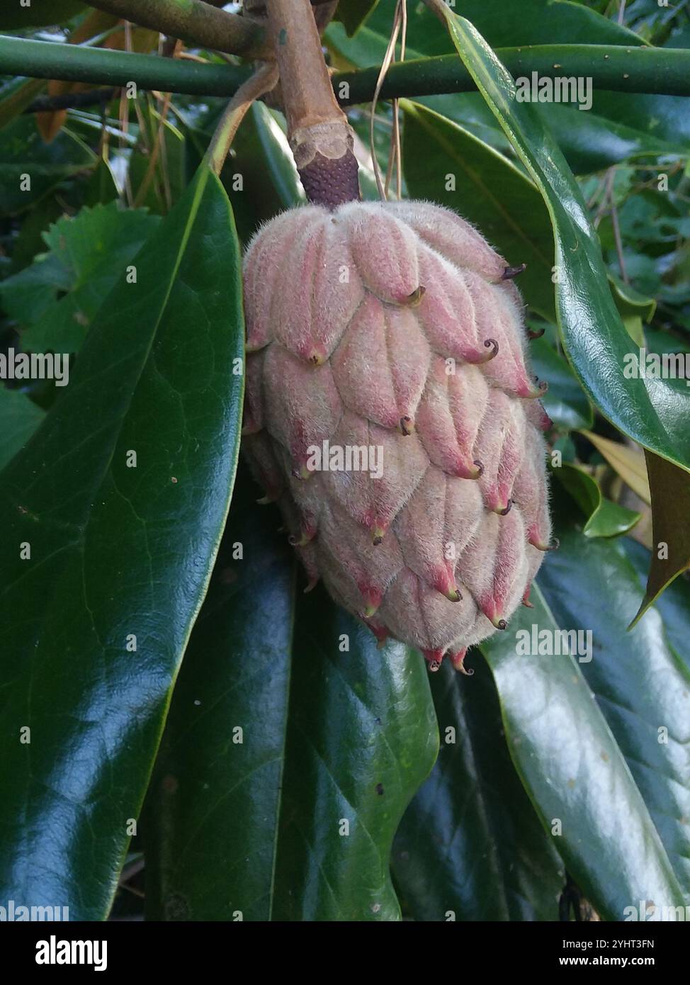 southern magnolia (Magnolia grandiflora Stock Photo - Alamy