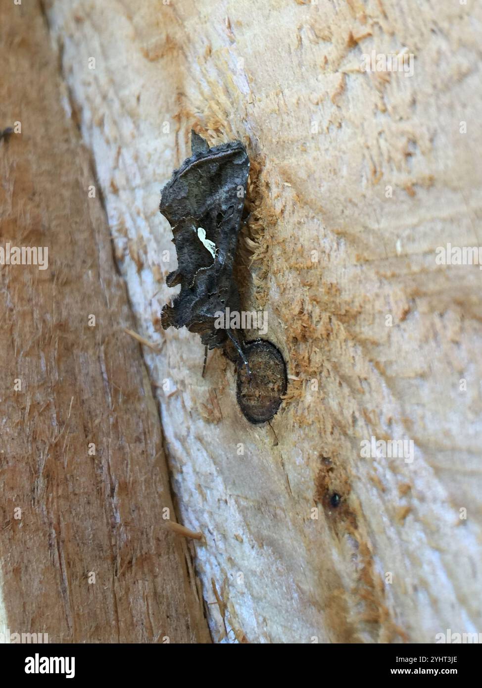 Common Looper Moth (Autographa precationis Stock Photo - Alamy