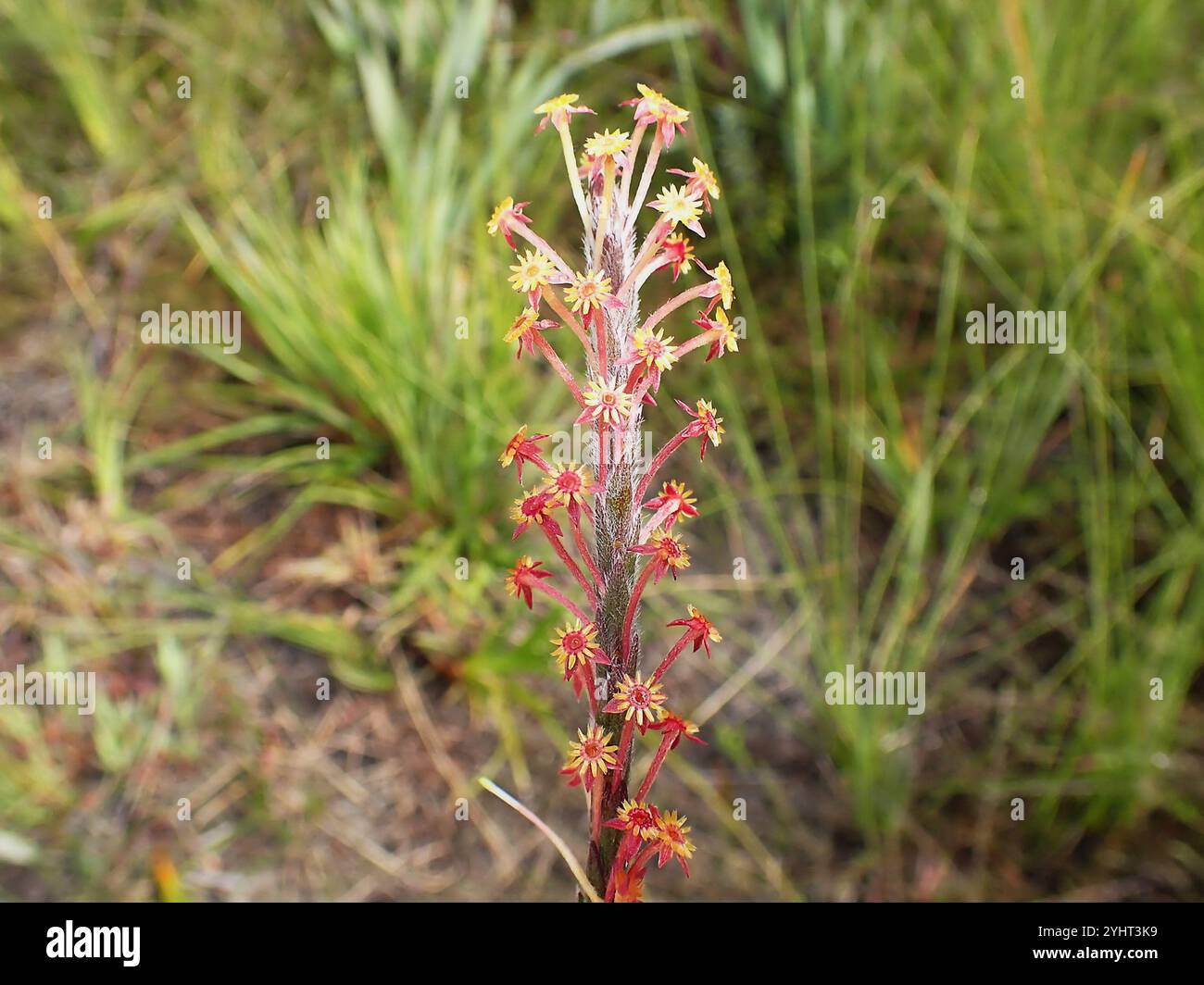 Woolly Capespray (Struthiola tomentosa Stock Photo - Alamy
