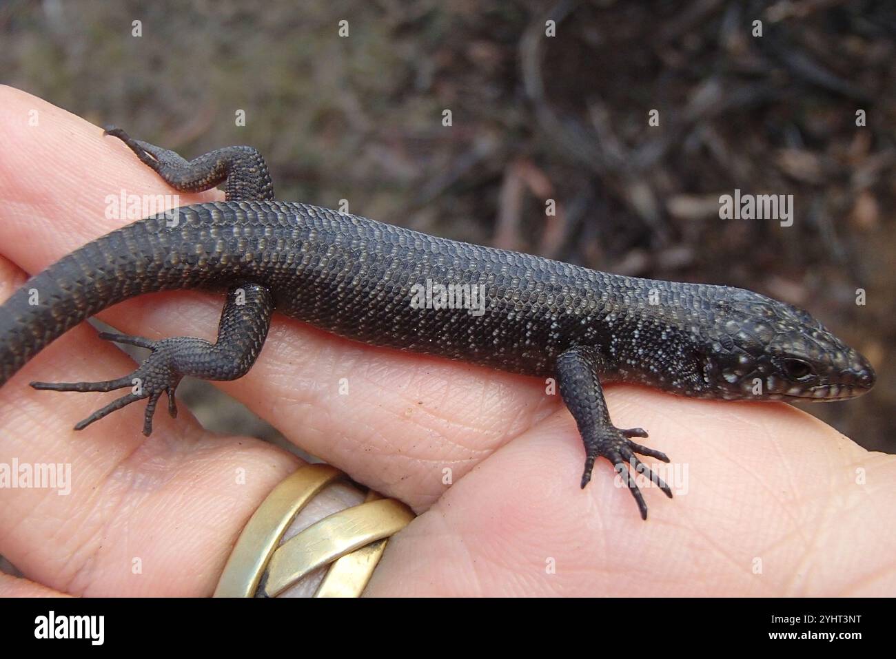 Black Rock Skink (Egernia saxatilis Stock Photo - Alamy