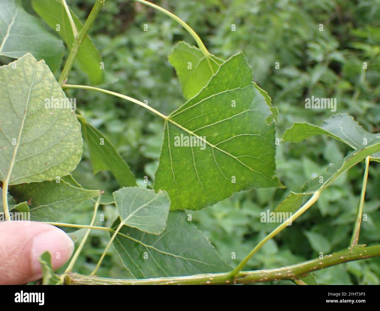 Hybrid Black-poplar (Populus × canadensis Stock Photo - Alamy