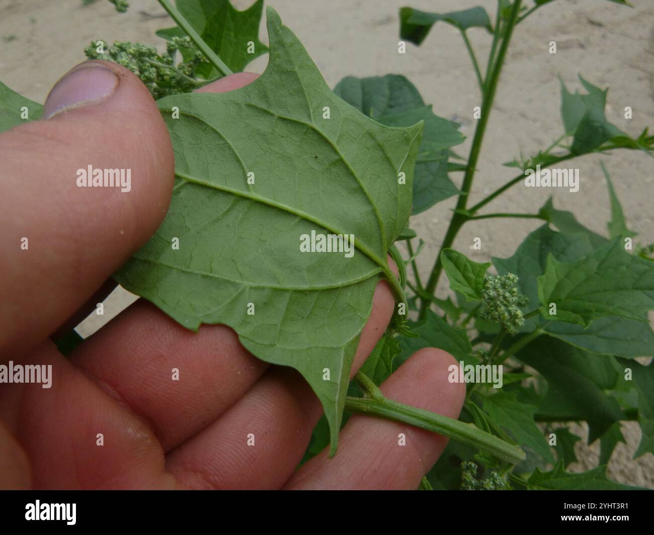 Eurasian maple-leaved goosefoot (Chenopodiastrum hybridum Stock Photo ...