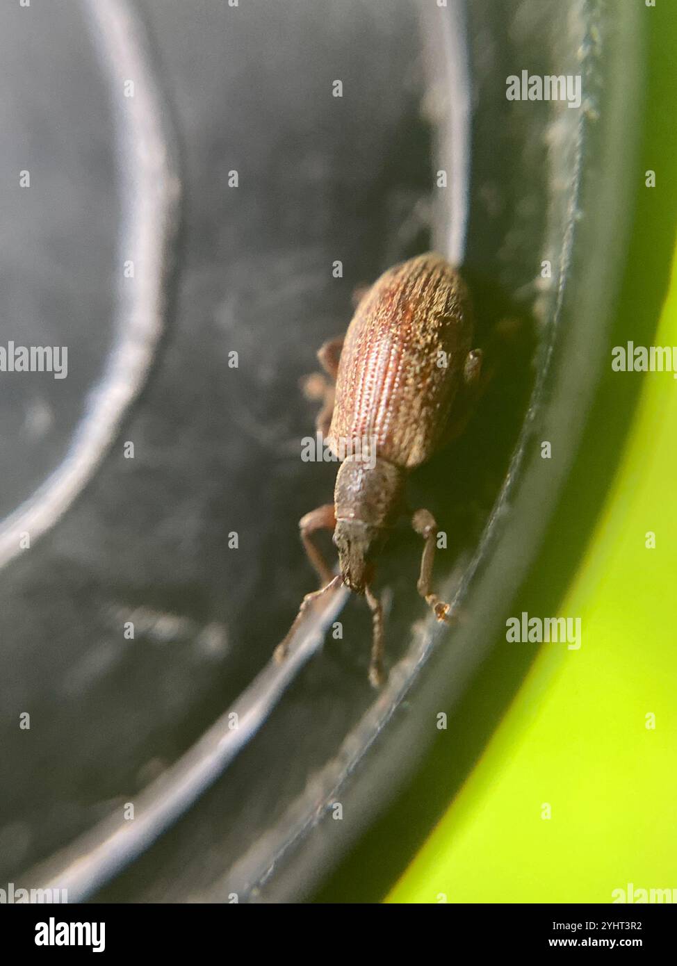 Nettle weevil (Phyllobius pomaceus Stock Photo - Alamy
