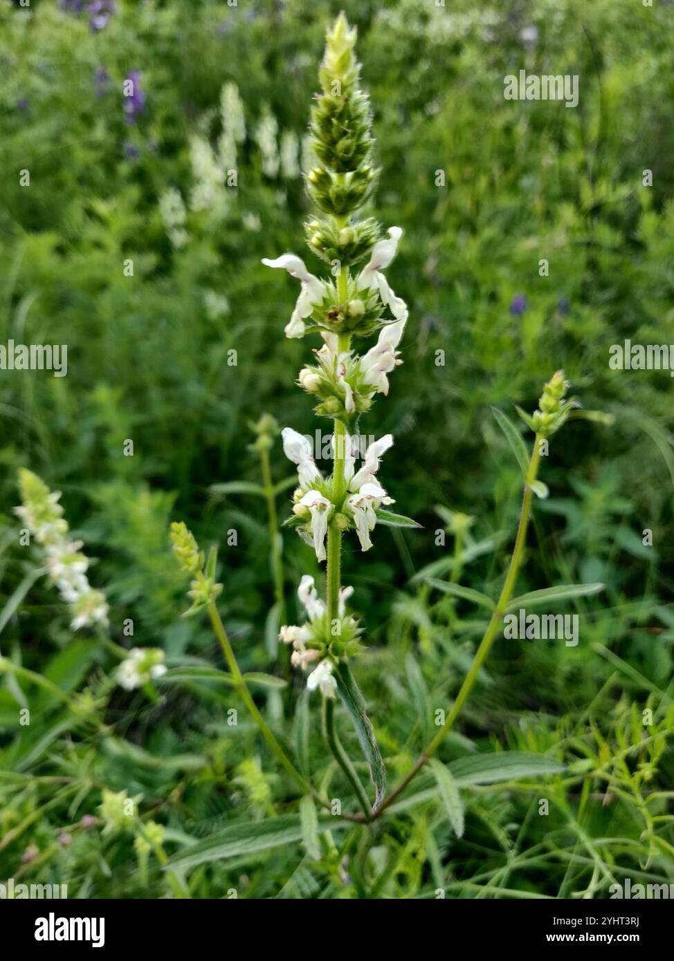 Perennial Yellow-woundwort (Stachys recta Stock Photo - Alamy