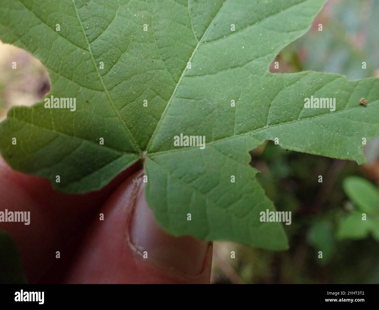 bigleaf maple (Acer macrophyllum Stock Photo - Alamy